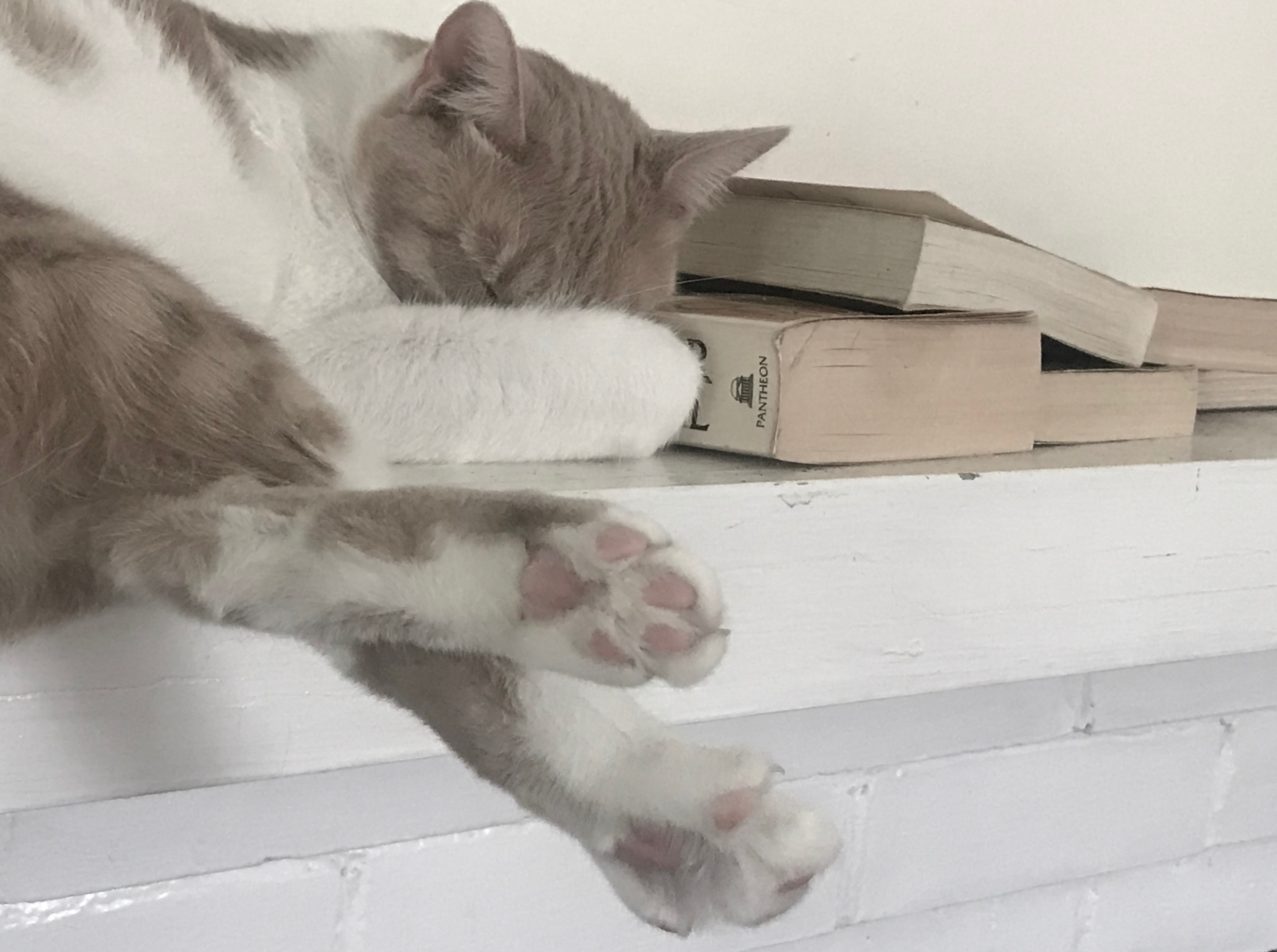 Ennui; or, The Cat Who Read Mallarmé | Just(e) Words